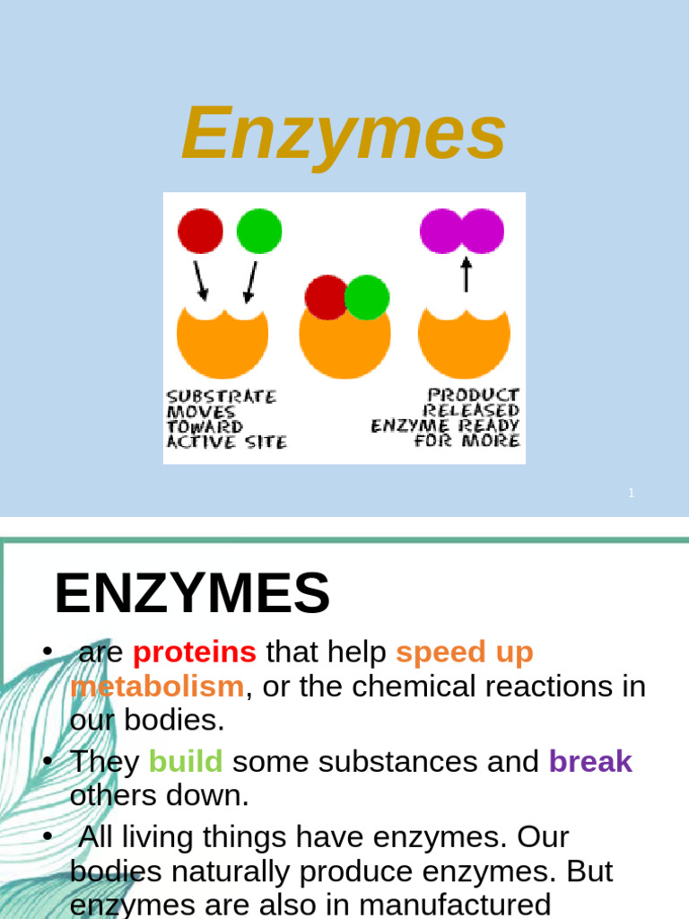 Enzyme Ppt | PDF | Enzyme | Active Site