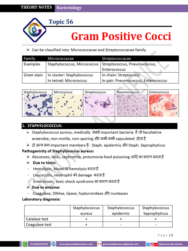 Topic 56 Gram positive cocci | PDF