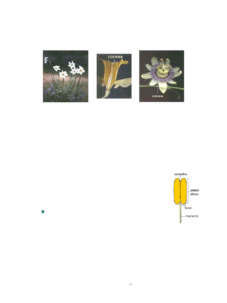 androceo del aparato vegetativo | PDF | Flores | Plantas