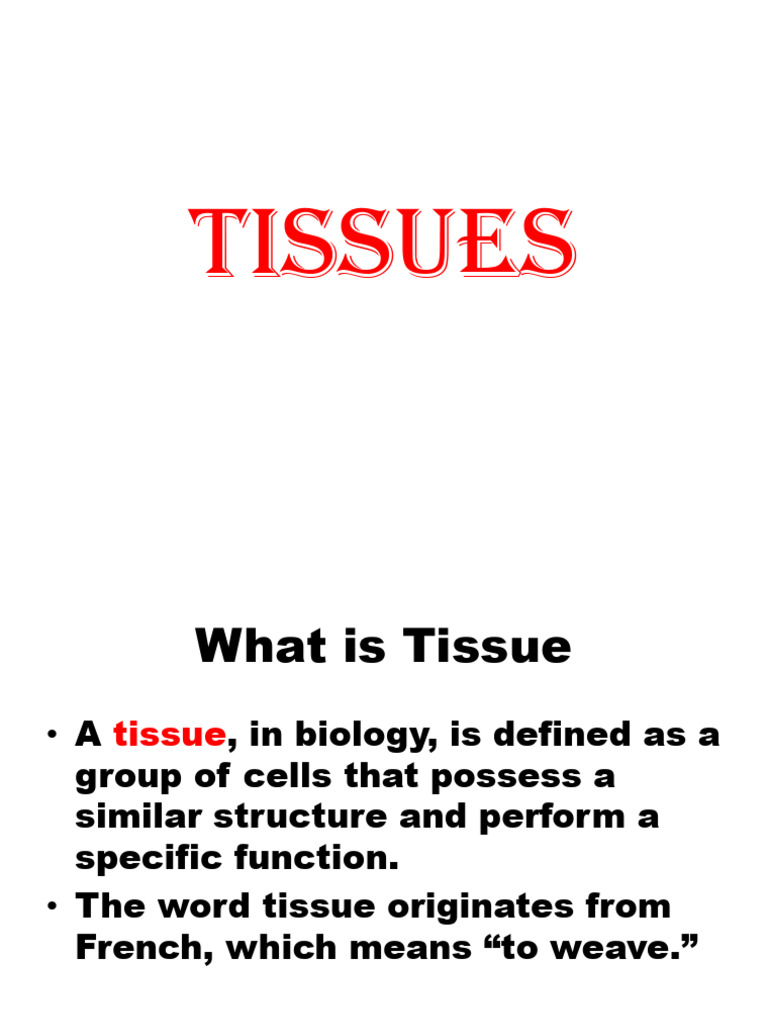 TISSUES | PDF | Tissue (Biology) | Plant Stem