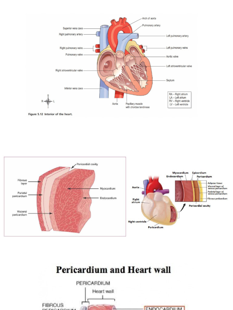 Anatomy of CVS | PDF