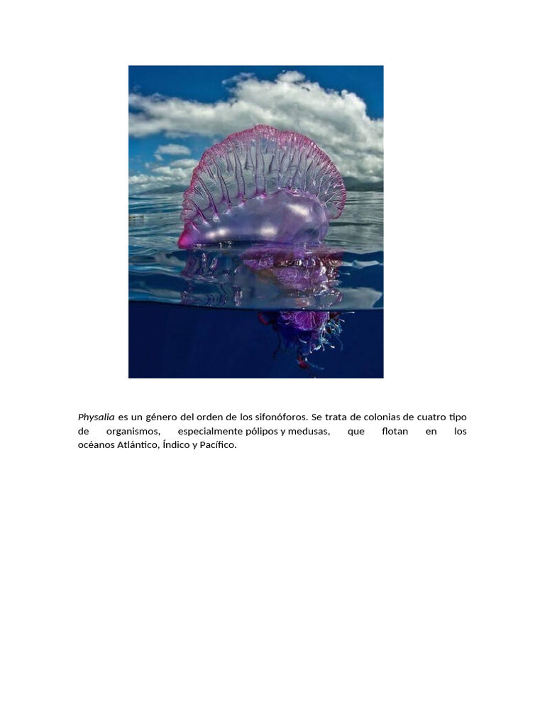 Physalia: Sifonóforos en Océanos | PDF