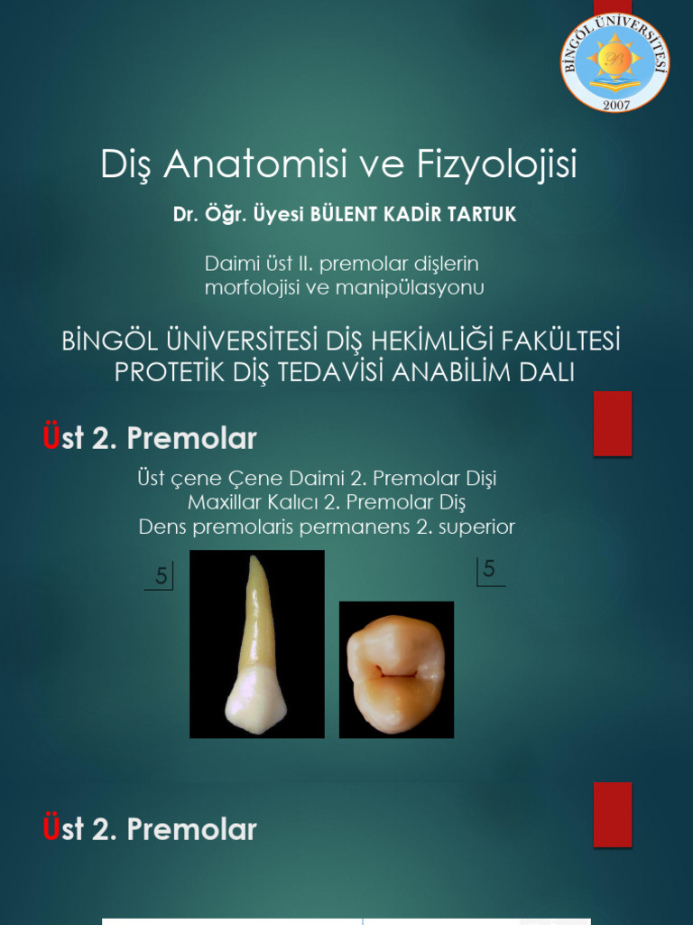 Maxillar 2. Premolar | PDF