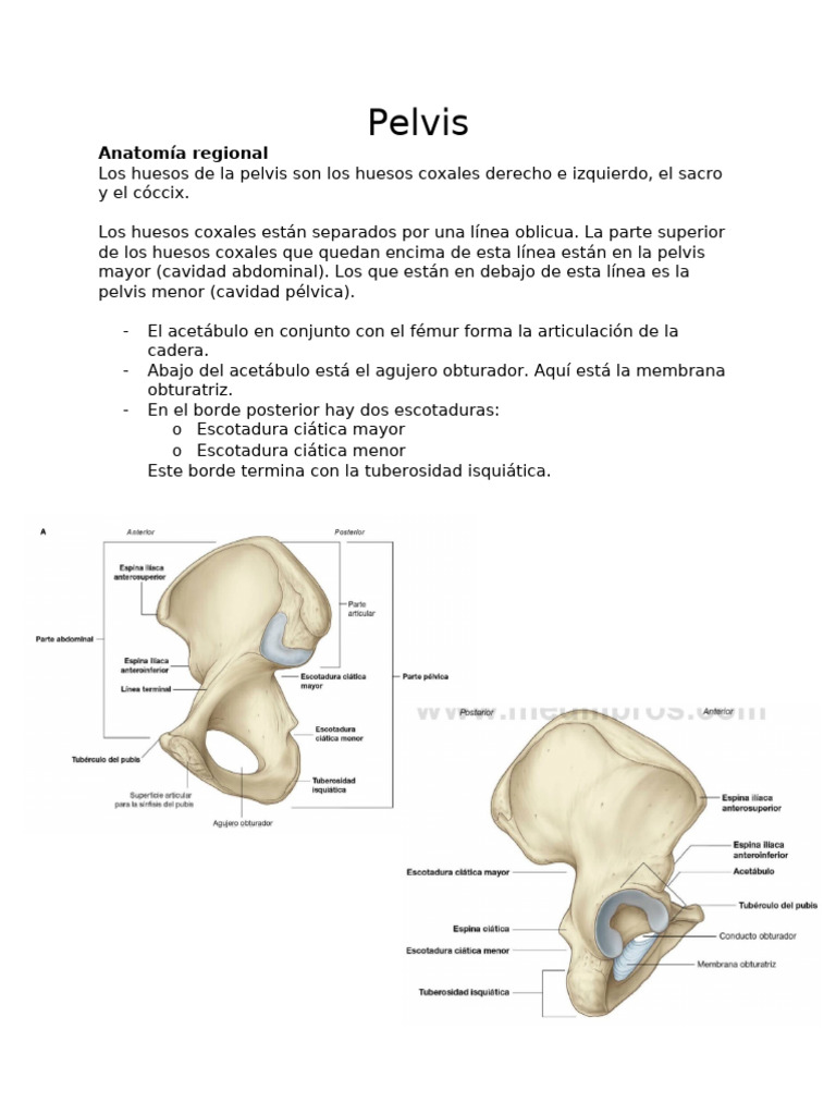 Anatomía de la Pelvis: Estructura y Función | PDF | Pelvis | Articulación