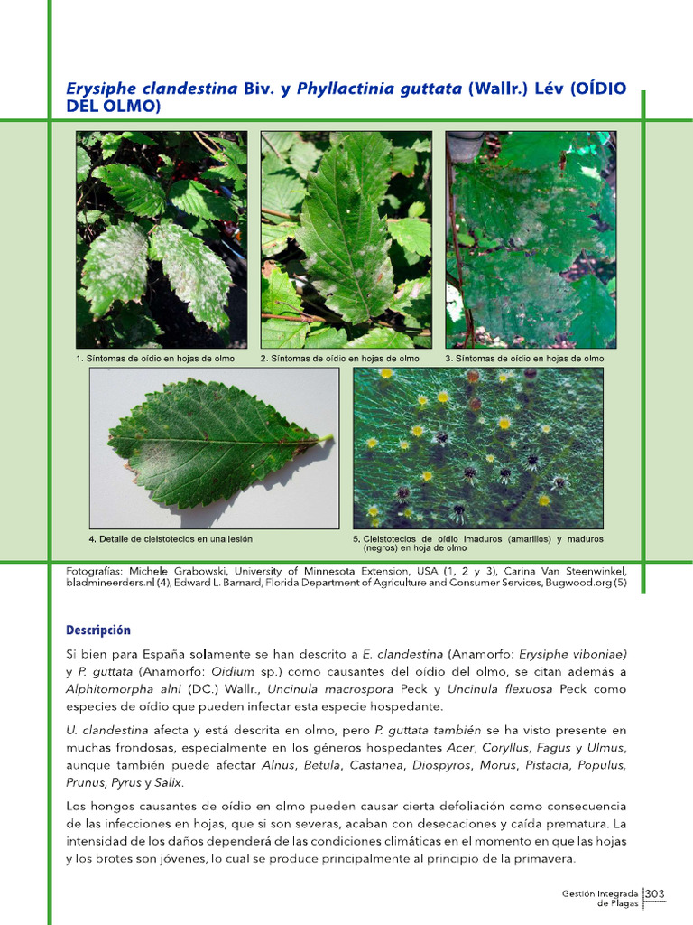 Olmo Oidio Del Olmo | PDF