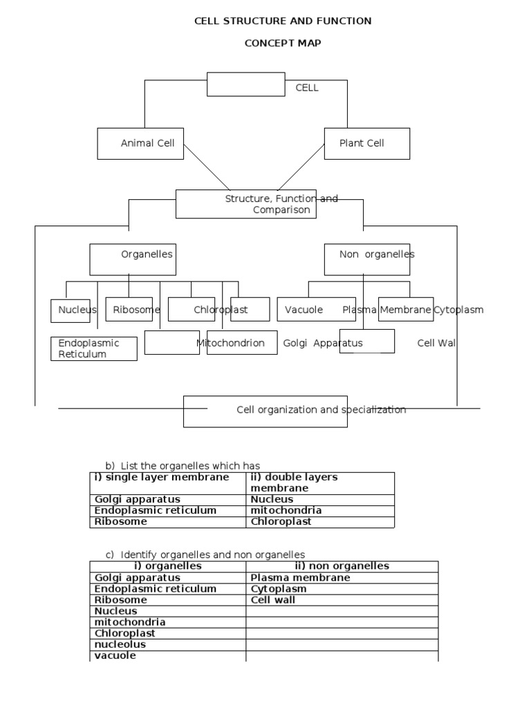 Cell Structure and Function | PDF | Tissue (Biology) | Mitochondrion