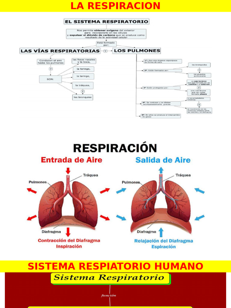 Guía del Sistema Respiratorio Humano | PDF