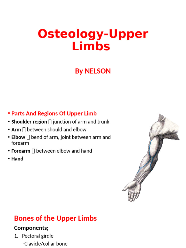 Osteology-Upper Limbs | PDF | Elbow | Skeletal System