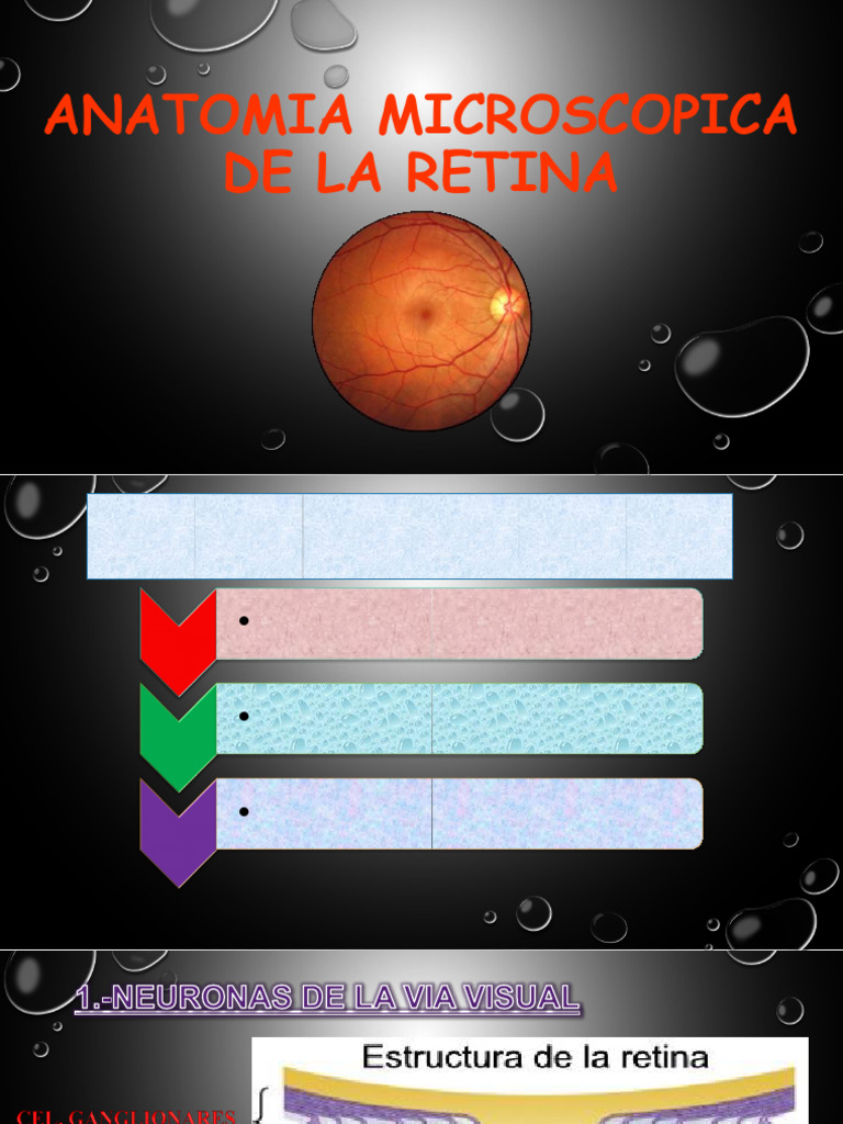 Anatomía Microscópica de la Retina | PDF | Retina | Percepción visual