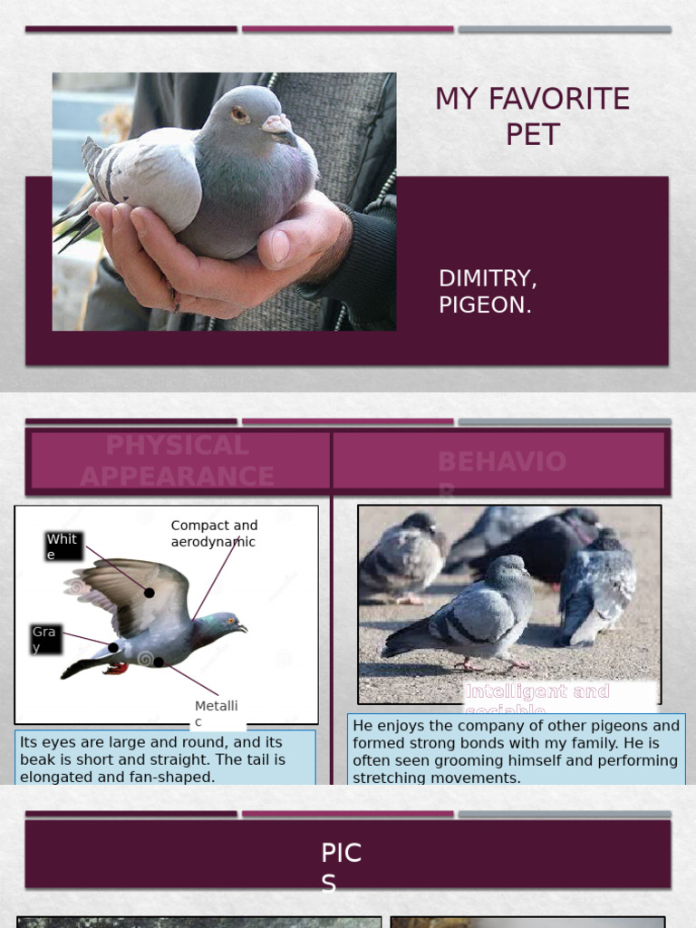 Your Favorite Pet | PDF