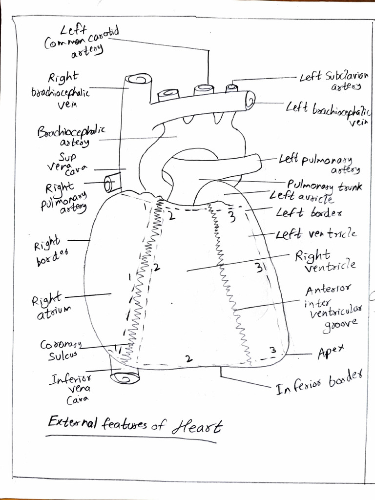 Adobe Scan 02-Aug-2024 | PDF | Heart | Atrium (Heart)
