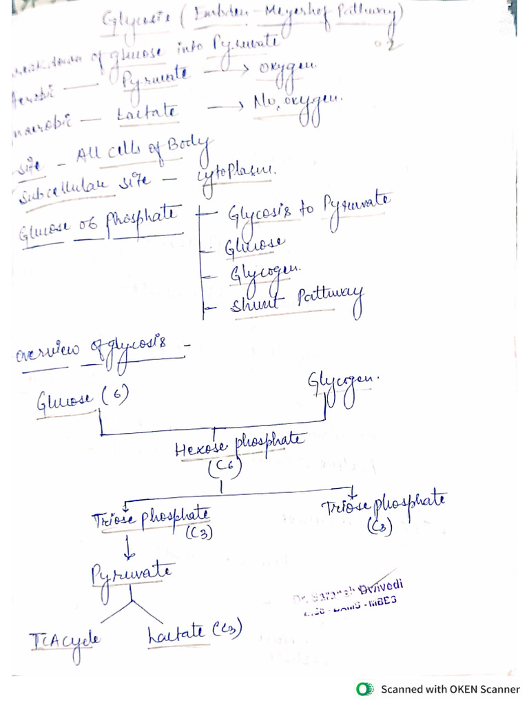 Glycolysis Notes Mbbs 1st Yr Biochemistry | PDF
