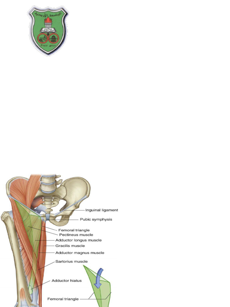 Femoral Triangle & Adductor Canal Anatomy | PDF | Vein | Angiology