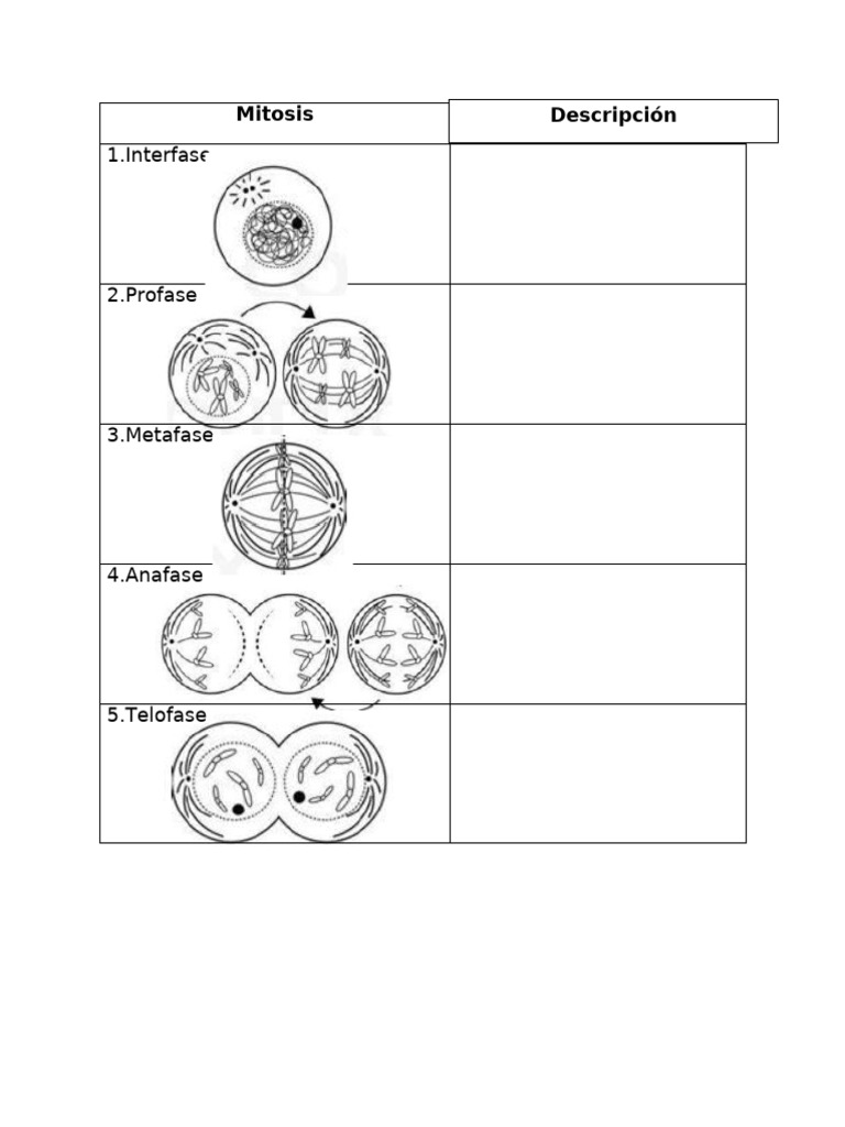 Mitosis Meiosis Guía | PDF
