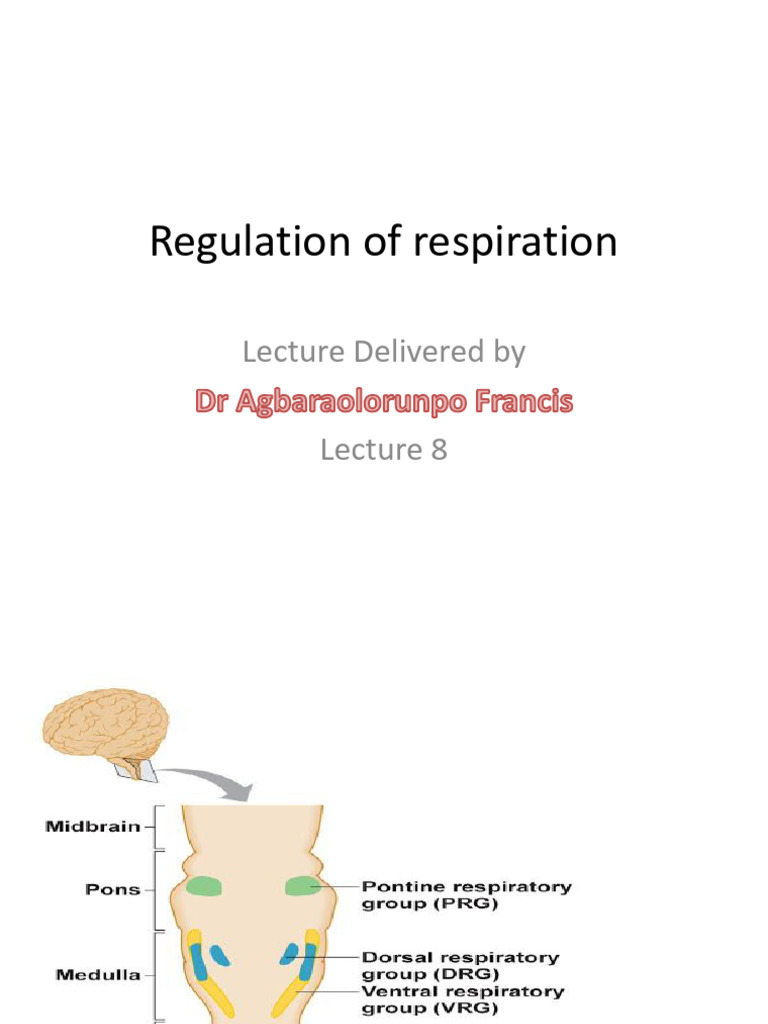 Regulation of Respiration Lesson 8 | PDF