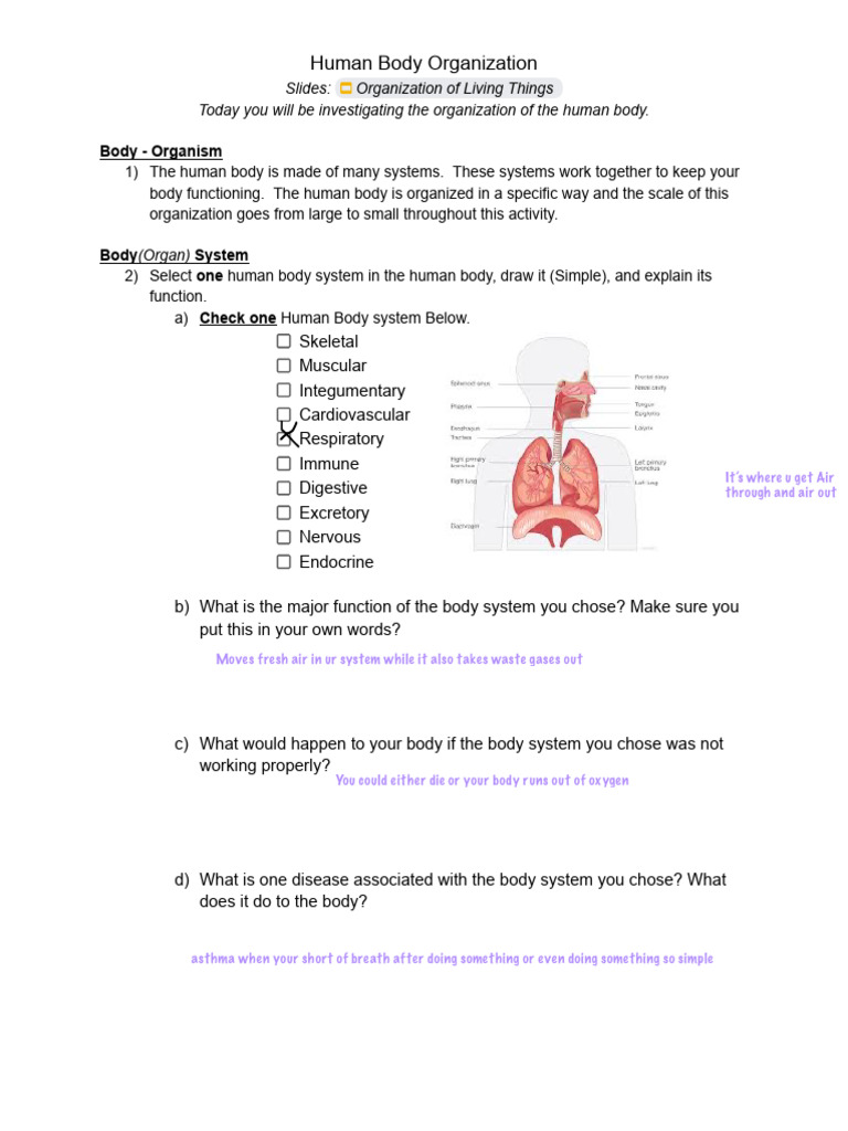 Human Body Organization Overview | PDF | Cell (Biology) | Endoplasmic ...