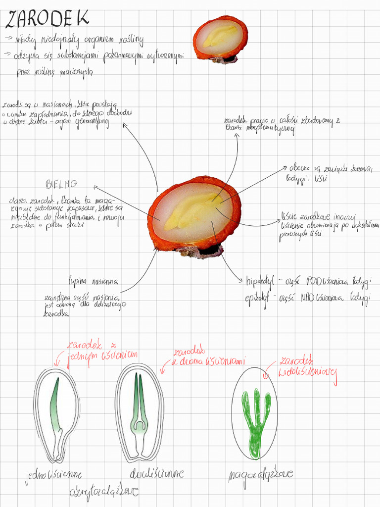 Zarodek I Korzeń | PDF