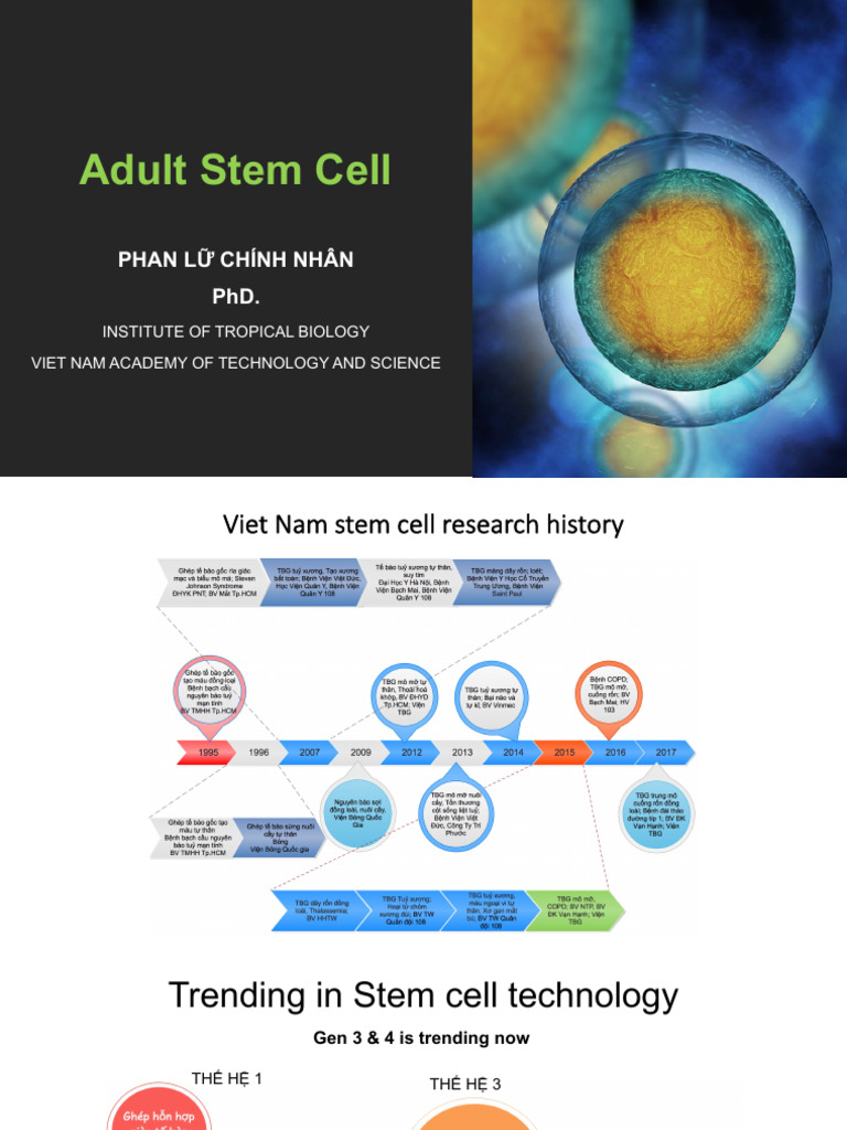 S4 Adult Stem Cell Updated | PDF | Stem Cell | Mesenchymal Stem Cell