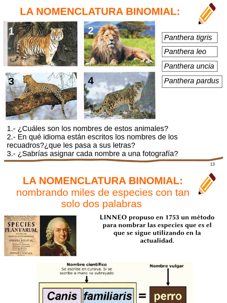 Nomenclatura Binomial | PDF