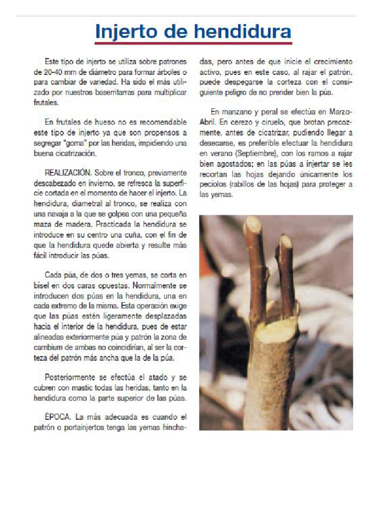 Injerto de Hendidura | PDF