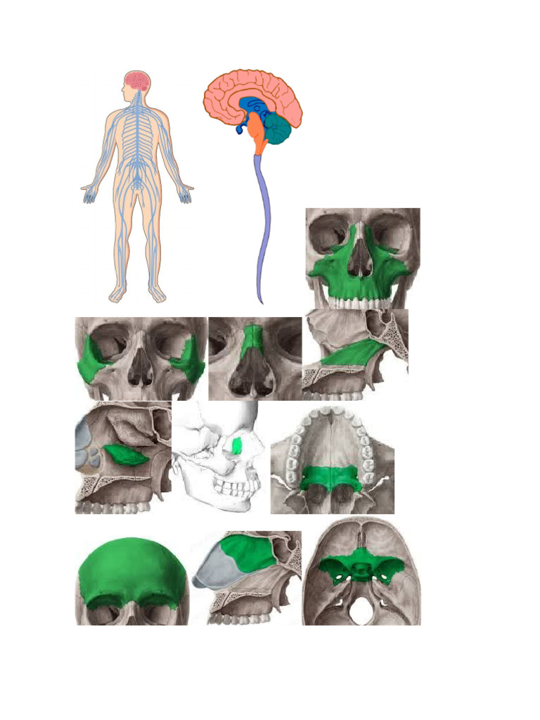 Imagenes Bases Morfo, Osteo | PDF