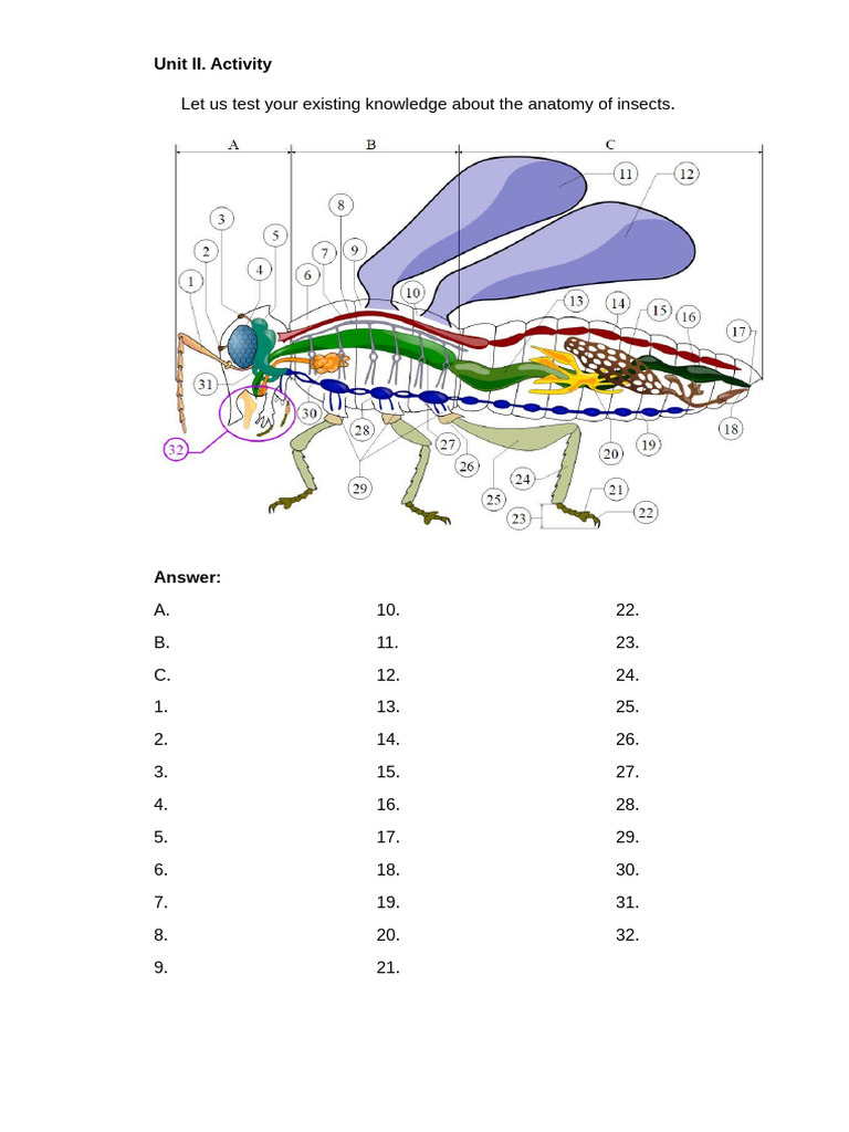Unit II Activities | PDF | Insects | Anatomy