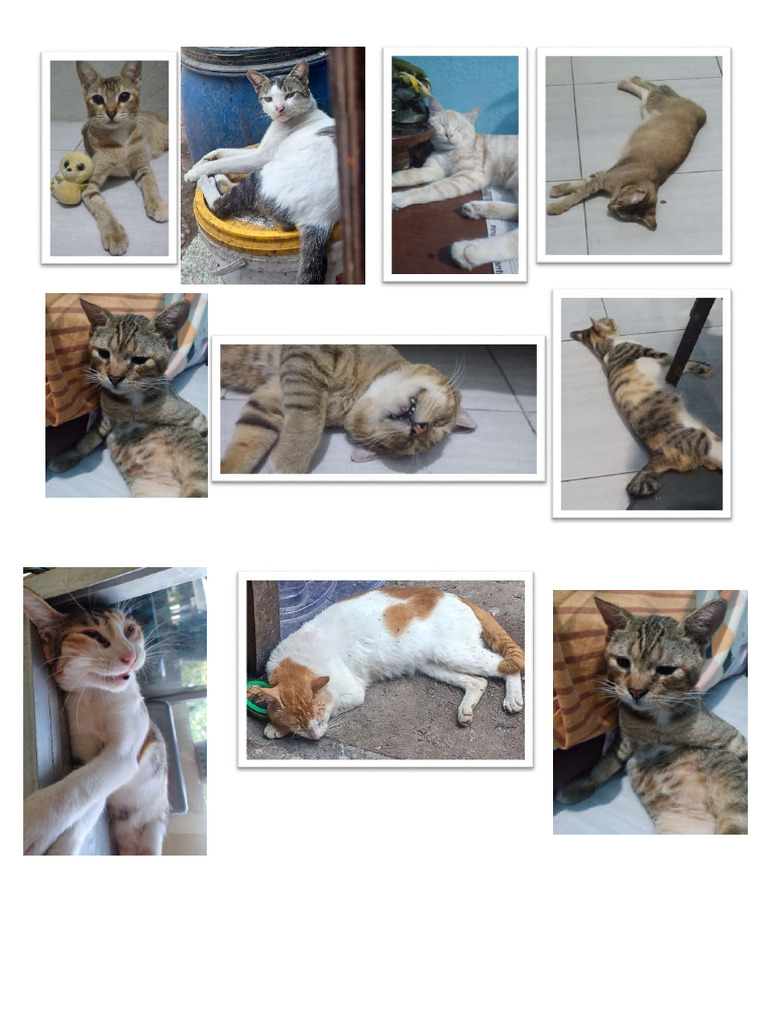 kucing | PDF