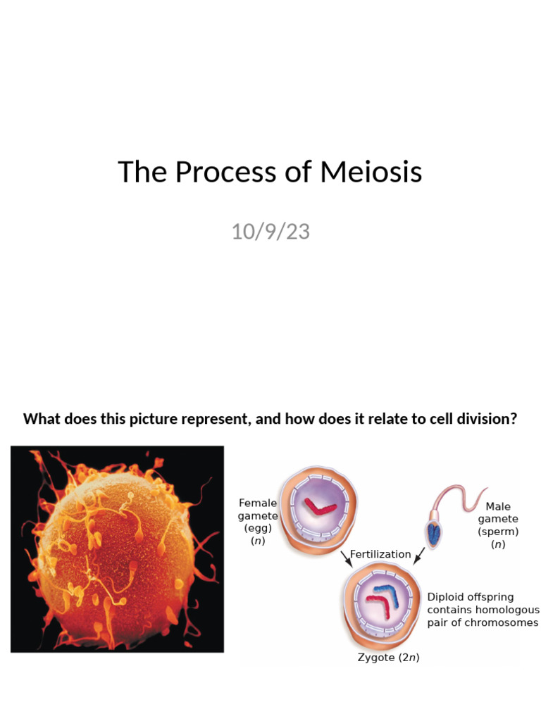 The Process of Meiosis Fall 2023 | PDF | Meiosis | Ploidy