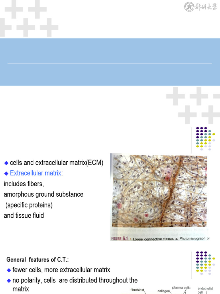 Overview of Connective Tissue Types | PDF | Connective Tissue ...