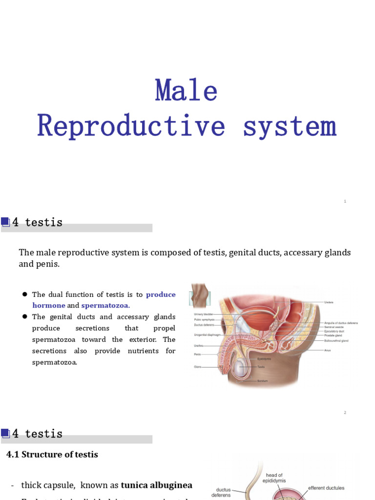 Male Reproductive System Overview | PDF | Testicle | Mammal ...