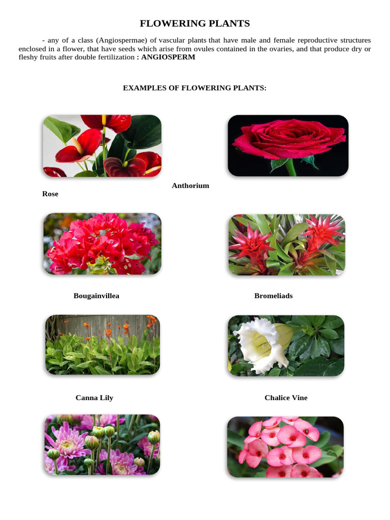 ERICA' PROJECT | PDF