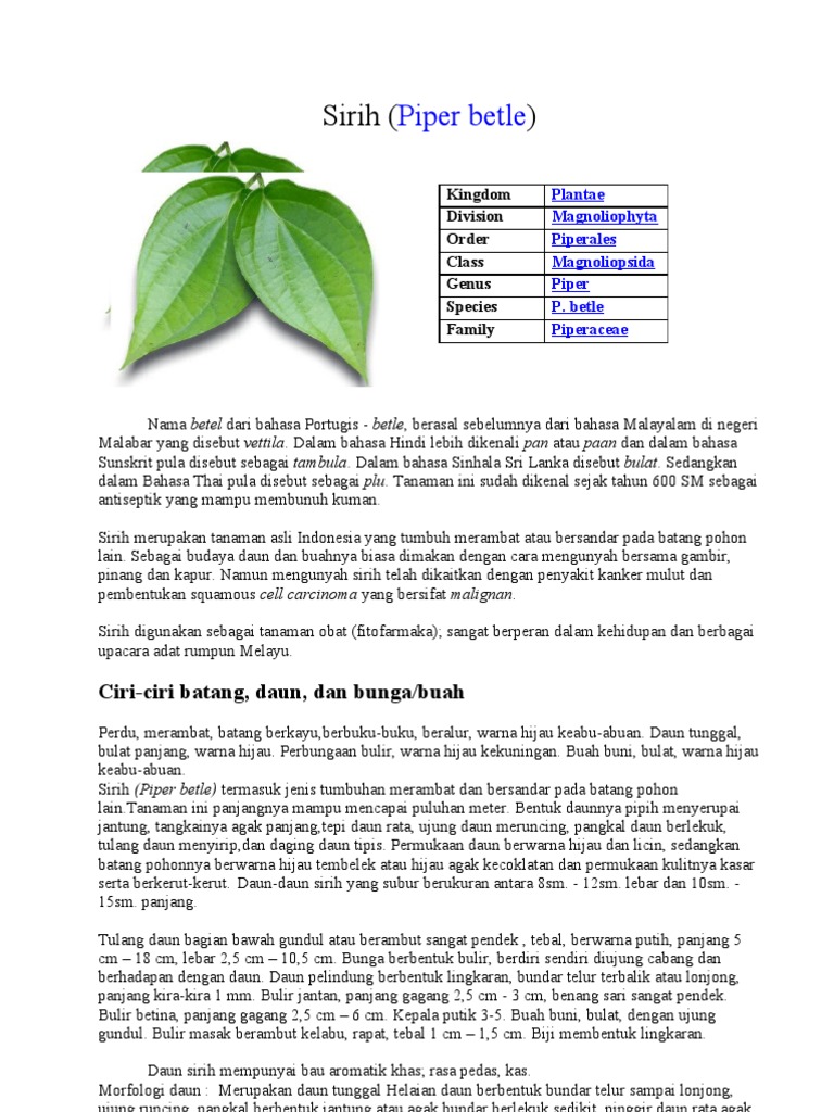 Daun Sirih | PDF