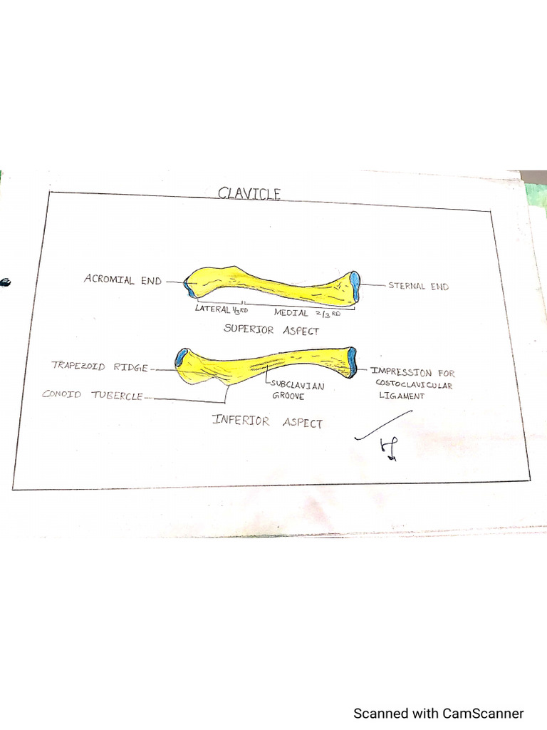 Anatomy Record | PDF