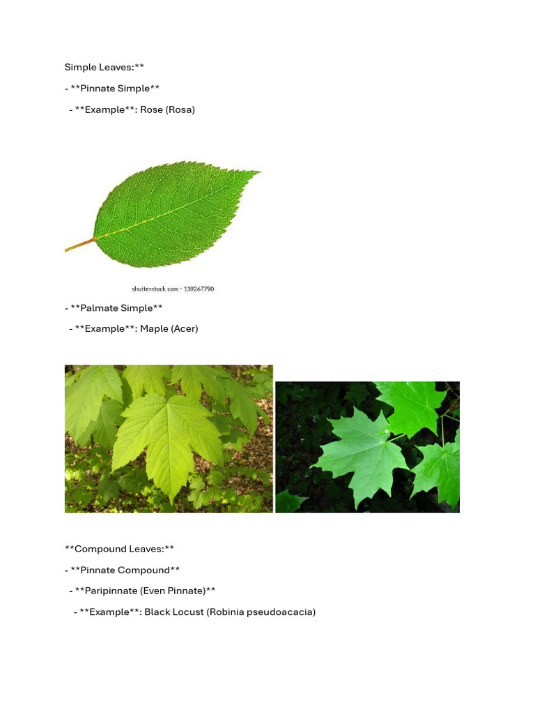 Leaf Types and Examples Guide | PDF
