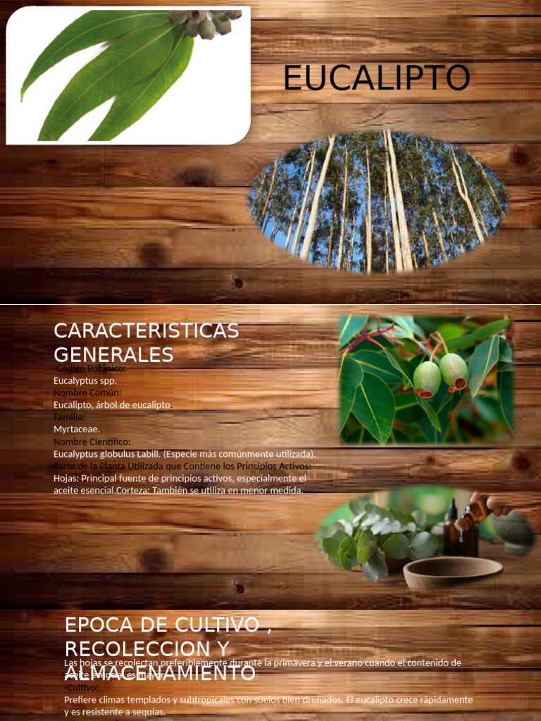 EUCALIPTO | PDF | Eucalipto | Destilación