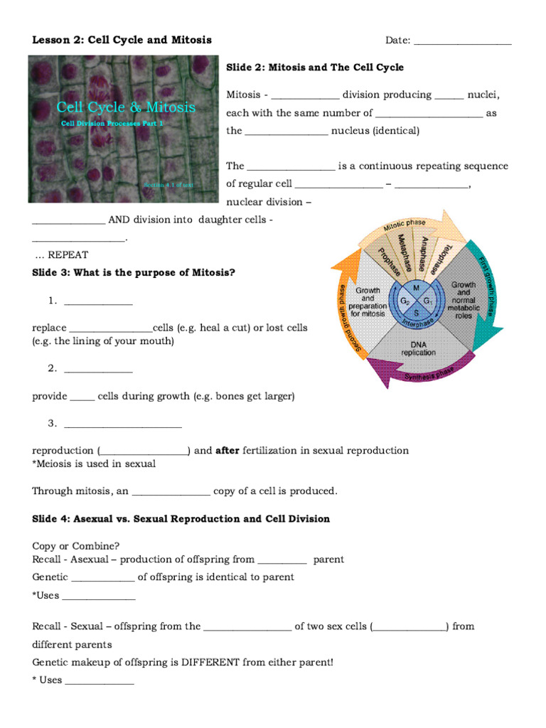 Lesson 2_ Cell Cycle and Mitosis student handout | PDF | Mitosis ...