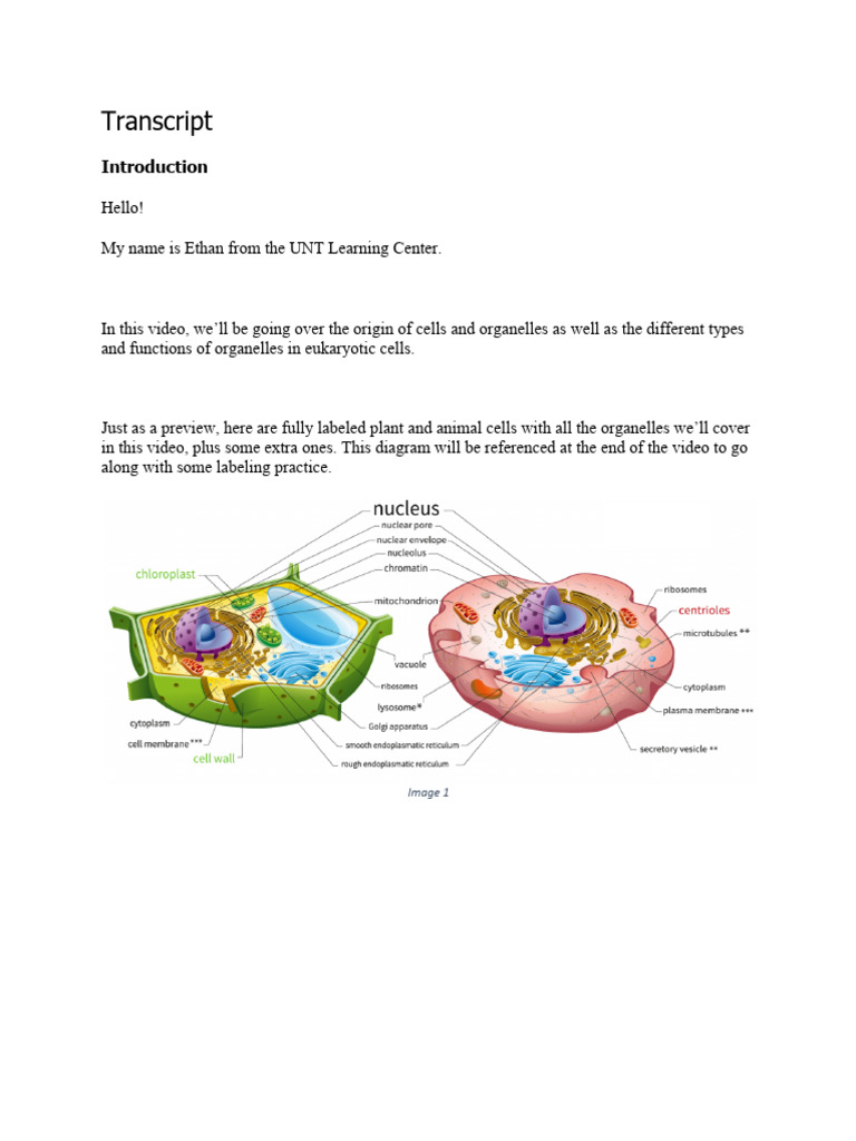 Tour of the Cell Transcript | PDF | Cell (Biology) | Endoplasmic Reticulum