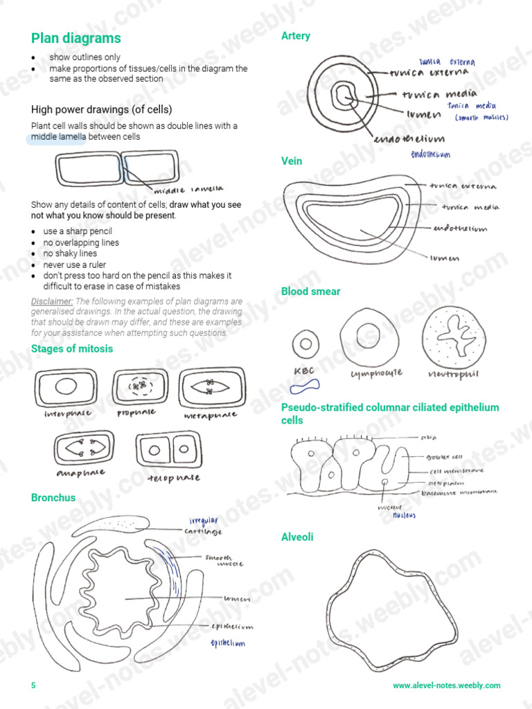 biology_paper_3_notes | PDF | Plant Stem | Histology