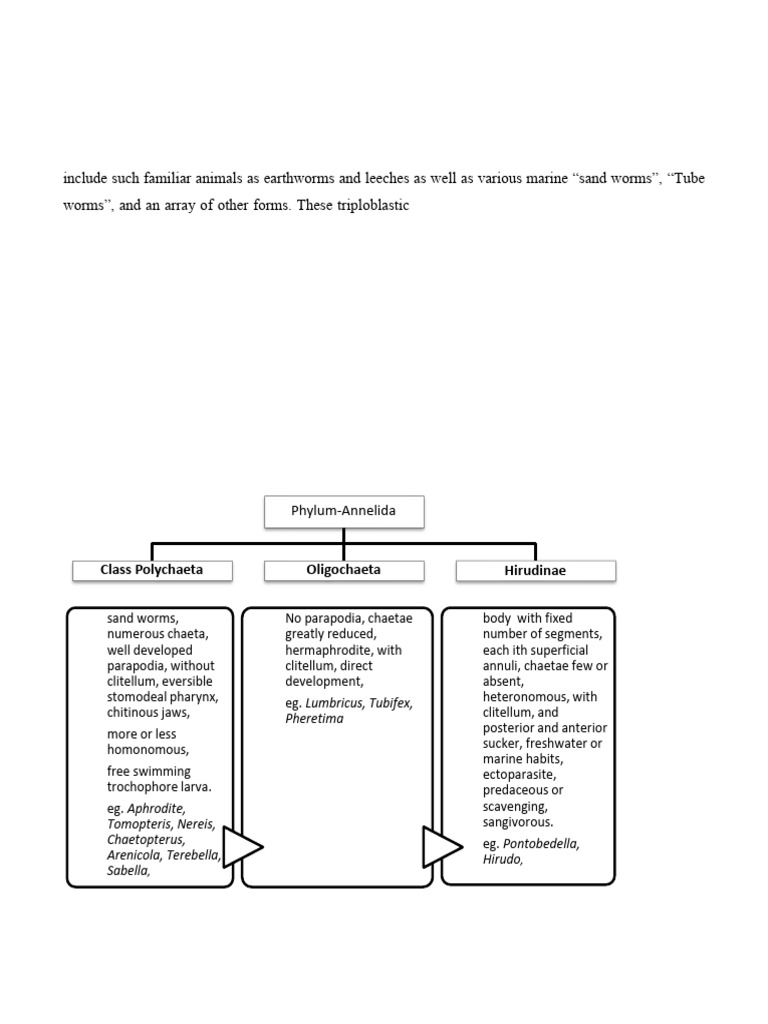 Overview of Annelida Phylum Characteristics | PDF | Blood | Blood Vessel