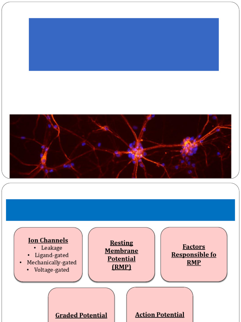 Nervous System - Electric Signal in Neuron | PDF | Action Potential ...