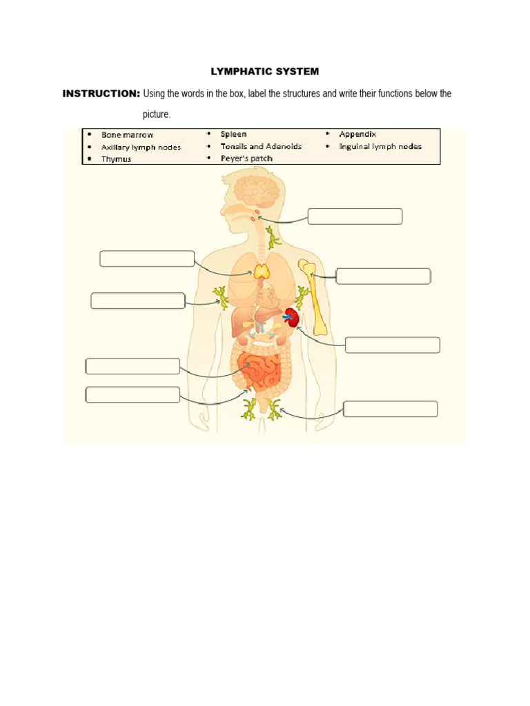 Anatomy Lab Exercises Part 2 | PDF | Cell (Biology) | Secretion