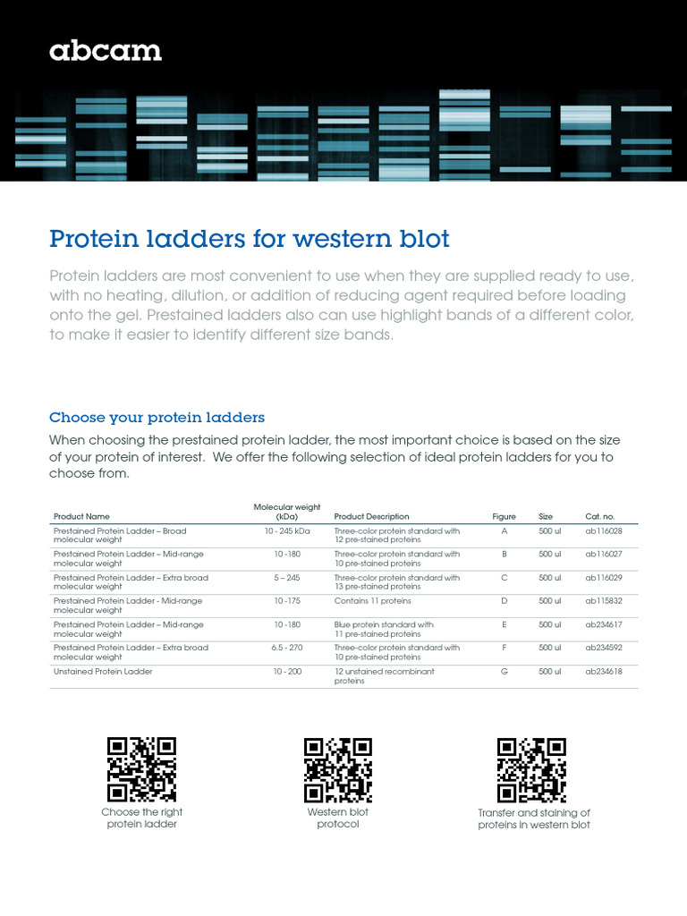 WesternBlot_Protein_ladders _flyer_web_210514 | PDF | Western Blot ...