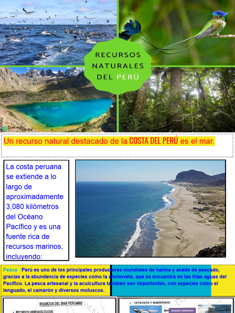 Recursos Naturales del Perú: Mar, Minería y Selva | PDF | Perú | Minería