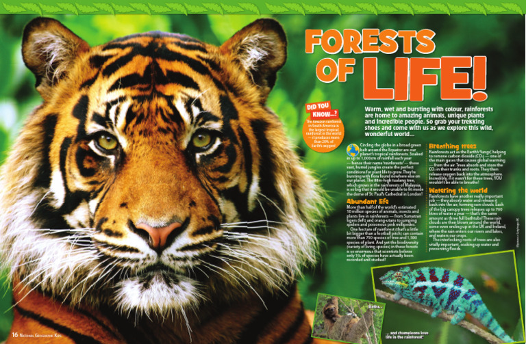 Forests of Life - Why Rainforests Are Important Page 1 | PDF ...