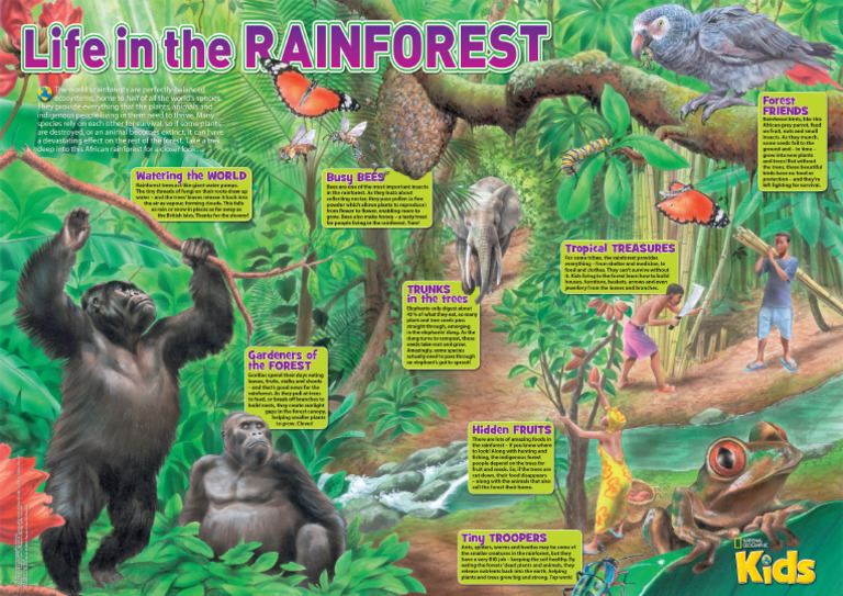 Life in The Rainforest Primary Resource | PDF