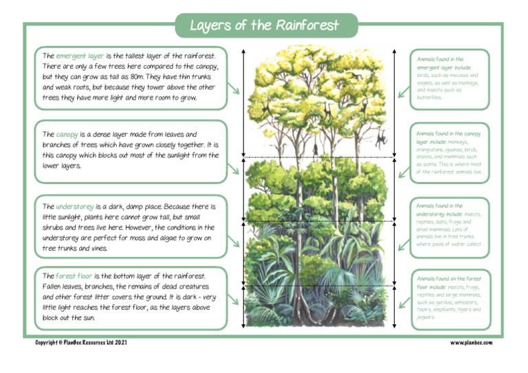 Layers of The Rainforest KS2 Poster | PDF | Rainforest | Canopy (Biology)