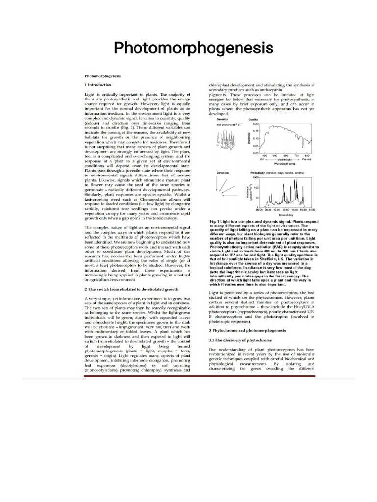Photo Morphogenesis | PDF