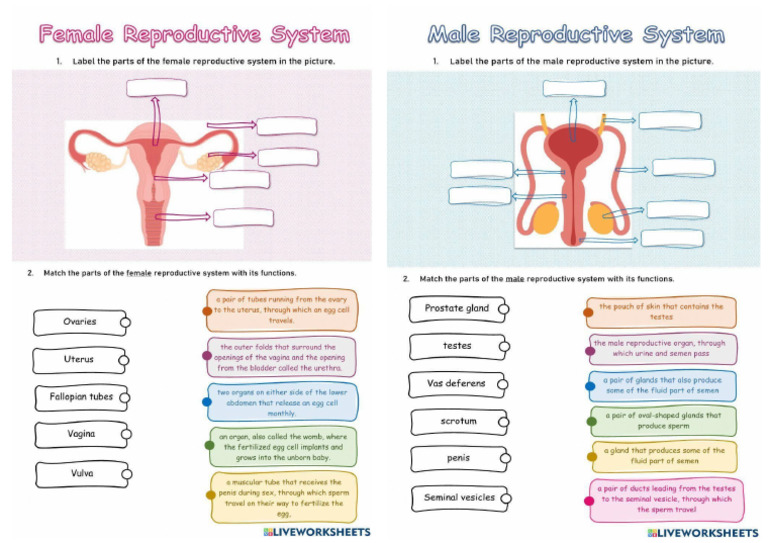 ACTIVITY-REPRODUCTIVE | PDF