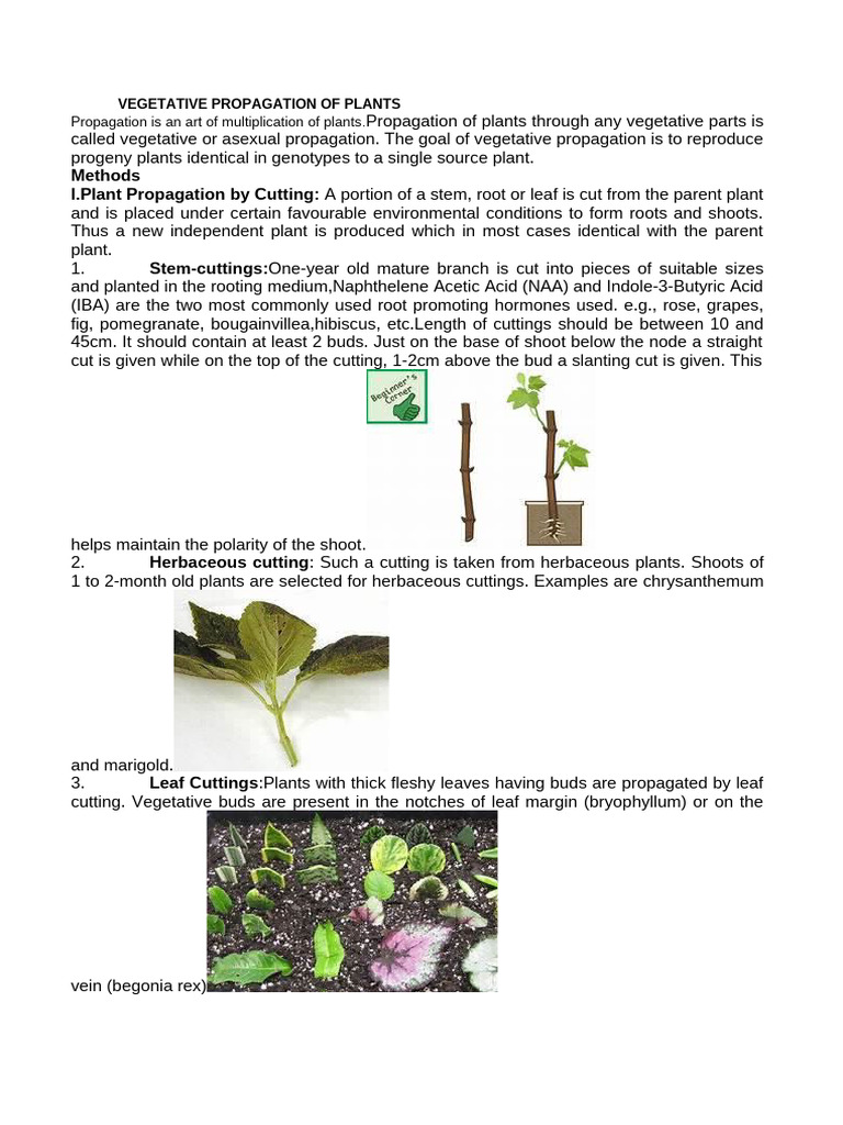 Vegetative Propagation of Plants | PDF | Grafting | Horticultural ...