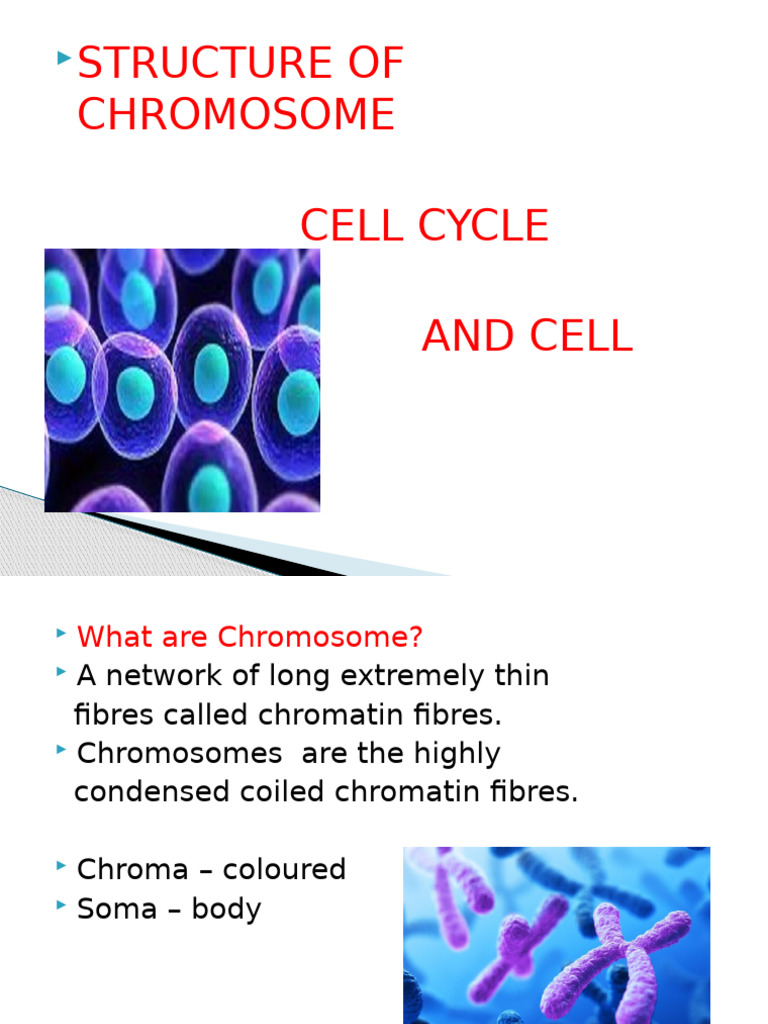 1. Chromosome | PDF | Mitosis | Dna